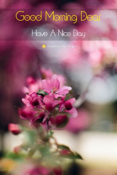 ᐅ50+ Nice Good Morning Images, Wishes & Photos