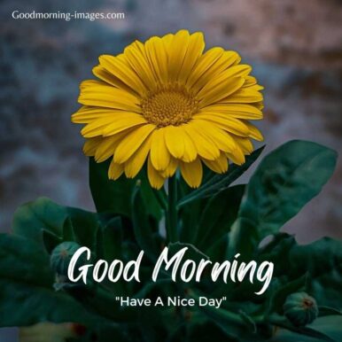 ᐅ100+ Good Morning 4k HD Images, Photos & Pictures