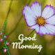 ᐅ100+ Good Morning 4k HD Images, Photos & Pictures