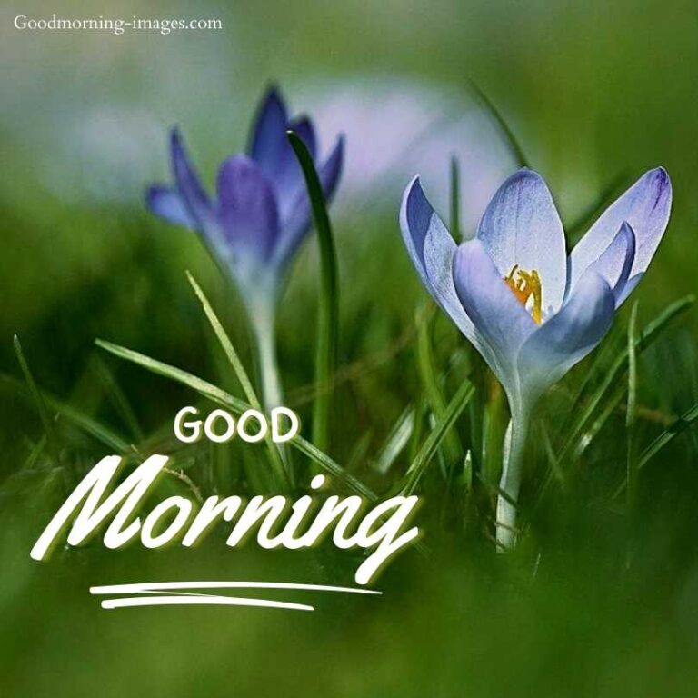ᐅ100+ Good Morning 4k HD Images, Photos & Pictures