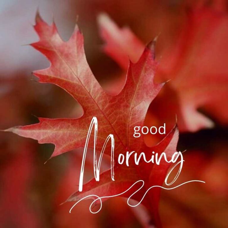 ᐅ100+ Good Morning 4k HD Images, Photos & Pictures