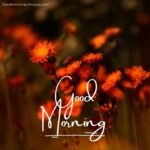 ᐅ100+ Beautiful Good Morning Images in HD 1080p