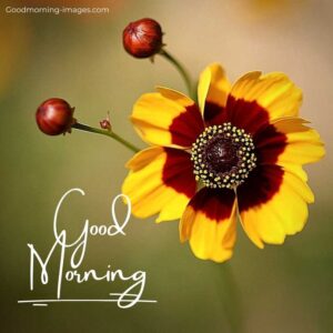 ᐅ100+ Beautiful Good Morning Images in HD 1080p