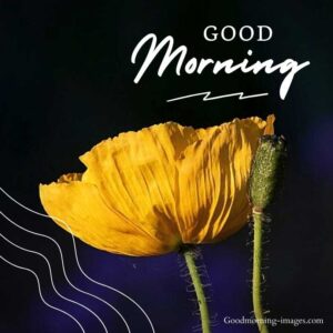 ᐅ100+ Beautiful Good Morning Images in HD 1080p