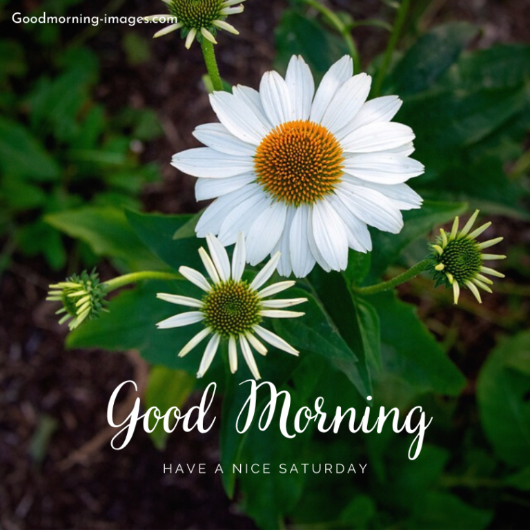 ᐅ100+ Good Morning Saturday Images, Photos, Pictures