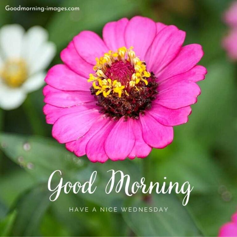 ᐅ100+ Good Morning Wednesday Images, Photos & Pictures