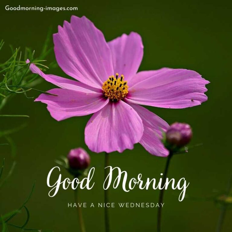 ᐅ100+ Good Morning Wednesday Images, Photos & Pictures