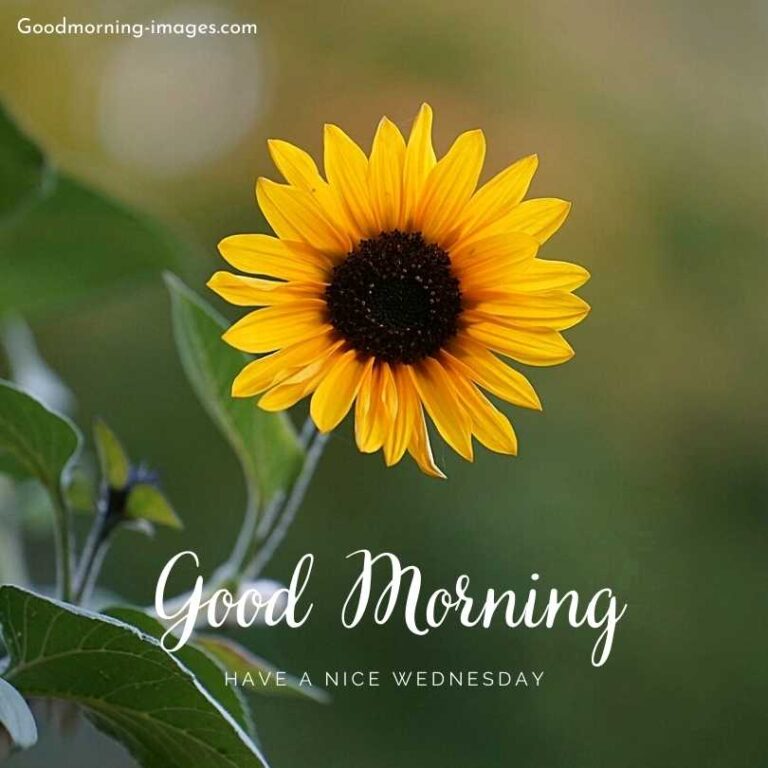 ᐅ100+ Good Morning Wednesday Images, Photos & Pictures