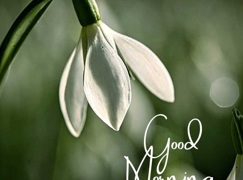 ᐅ100+ Good Morning Wishes with Flowers Images