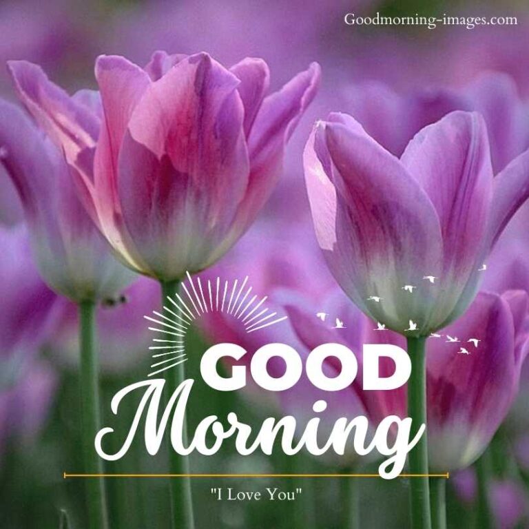 ᐅ100+ Good Morning Photos Images & HD Pics