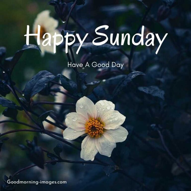 ᐅ100+ Happy Sunday Images, Photos, Pictures, Blessings