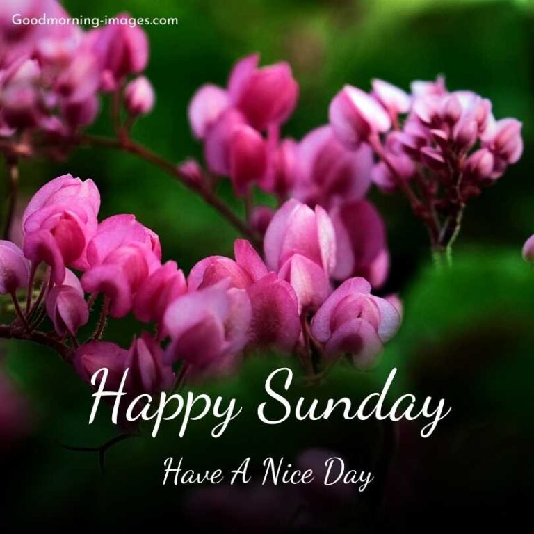 ᐅ100+ Happy Sunday Images, Photos, Pictures, Blessings