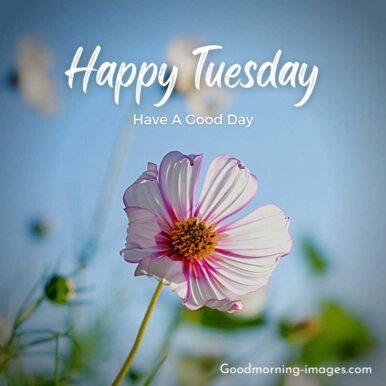ᐅ100+ Happy Tuesday Images, Photos & Blessings Pictures