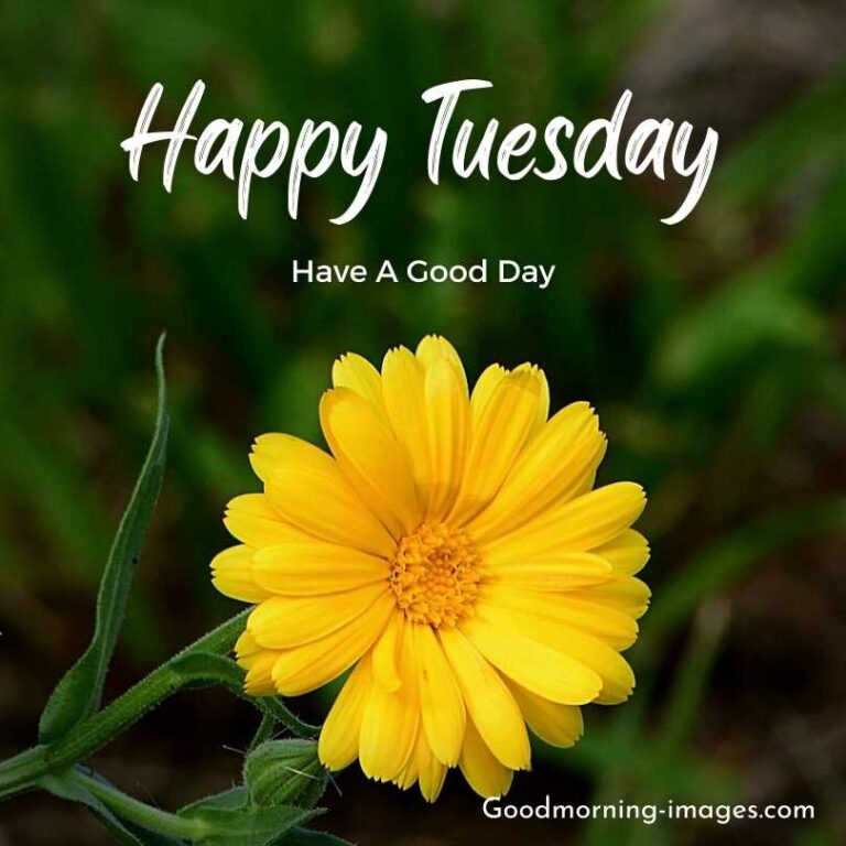 ᐅ100+ Happy Tuesday Images, Photos & Blessings Pictures