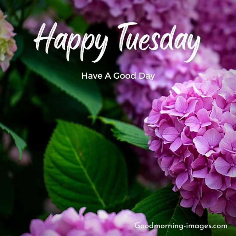 ᐅ100+ Happy Tuesday Images, Photos & Blessings Pictures