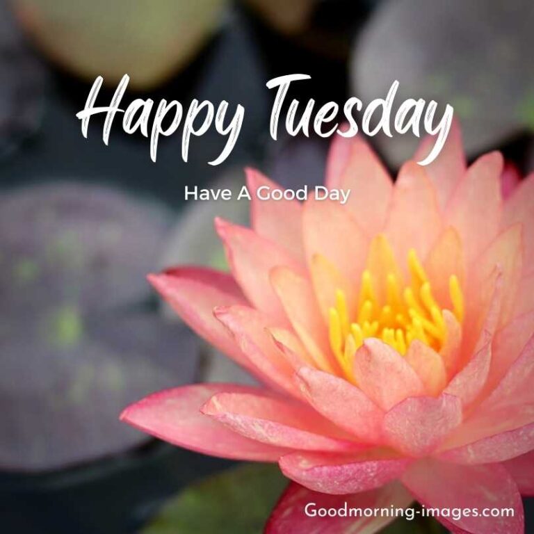 ᐅ100+ Happy Tuesday Images, Photos & Blessings Pictures