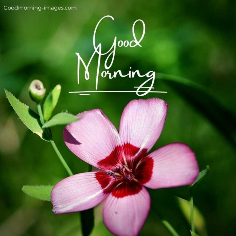 ᐅ250+ Good Morning Images HD, Wishes & Pictures