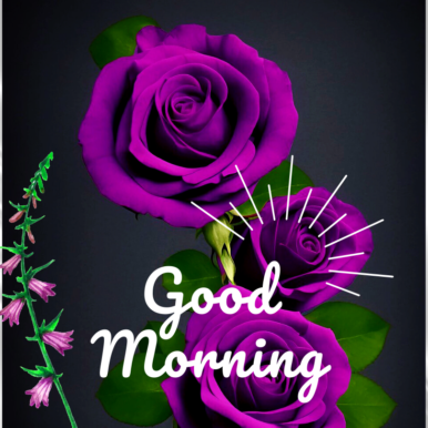 ᐅ250+ Good Morning Rose Images, Photos & Pictures