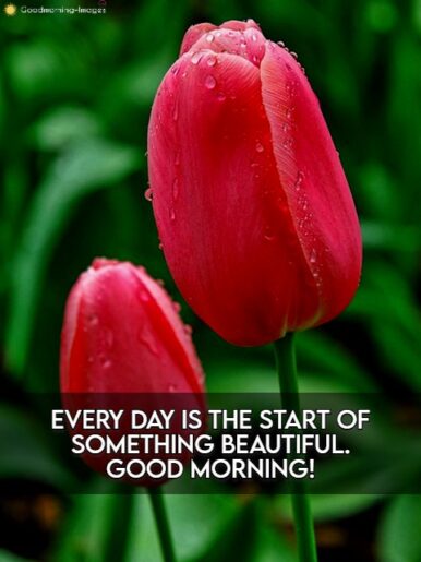 ᐅ100+ Good Morning Images with Quotes, Statuses & Wishes