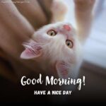 ᐅ100+ Cute Good Morning Images, Photos For WhatsApp