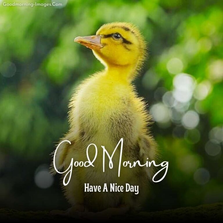 ᐅ100+ Cute Good Morning Images, Photos For WhatsApp