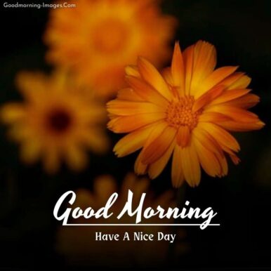 ᐅ100+ Good Morning Greetings Images, Photos & Pictures
