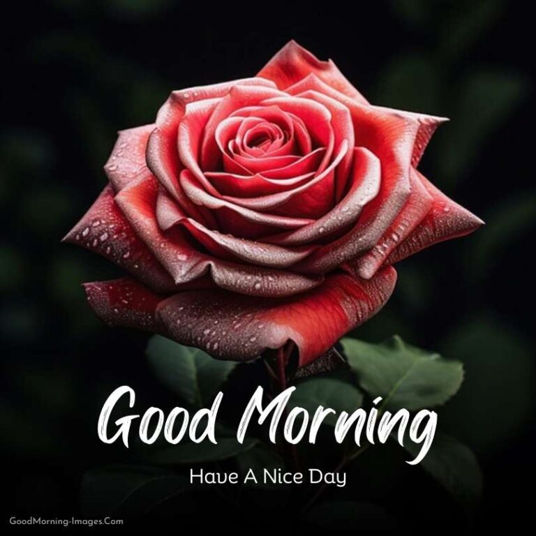 ᐅ250+ Good Morning Rose Images in HD For GF & BF