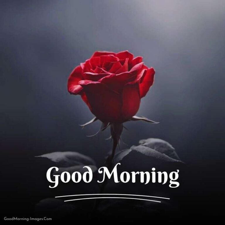 ᐅ250+ Good Morning Rose Images in HD For GF & BF
