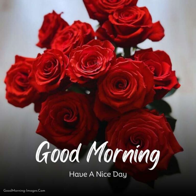 ᐅ250+ Good Morning Rose Images in HD For GF & BF