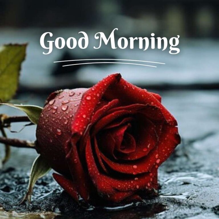 ᐅ250+ Good Morning Rose Images in HD For GF & BF