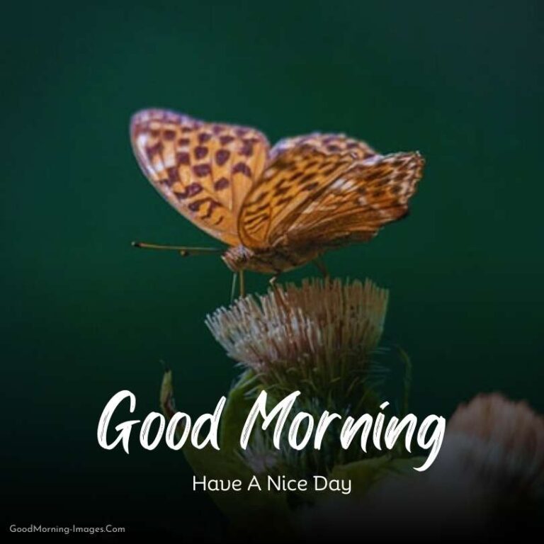 ᐅ150+ Good Morning Nature Images, Wishes & Pictures