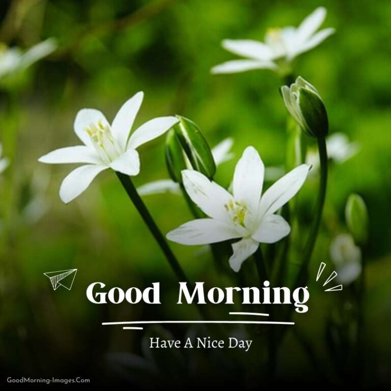 ᐅ100+ Good Morning Nature Images [Real Morning View]