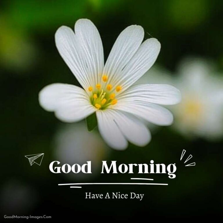 ᐅ100+ Good Morning Nature Images [Real Morning View]